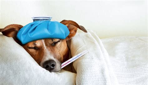 Cómo saber si tu perro está enfermo síntomas que debes conocer