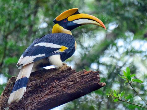 Great Hornbill Bird Wallpapers Wallpaper Cave