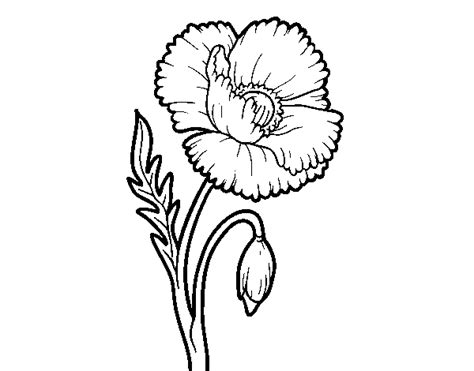 Coquelicot Dessin Imprimer Coloriage Coquelicot Au Crayon Maternelle