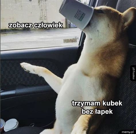 To są najlepsze MEMY o psach Te słodkie obrazki rozbawią Cię do łez