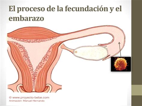 PPT El proceso de la fecundación y el embarazo PowerPoint