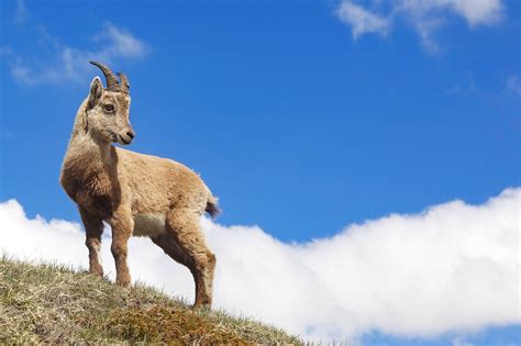 Naturaleza Al Aire Libre Mamífero Foto gratis en Pixabay Pixabay