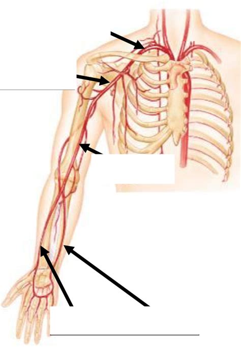 Upper Limb Arteries Diagram Quizlet