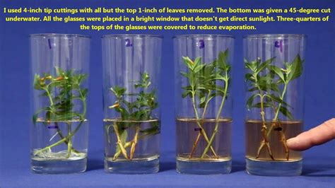 How Long Does It Take For A Rose Cutting To Root In Water