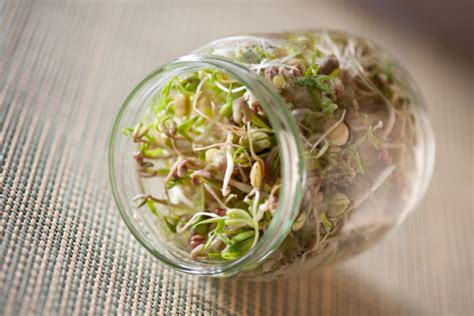 Cómo germinar lentejas Huerto en casa