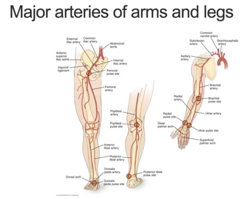 Health Assessment Exam Peripheral Vascular Flashcards Quizlet
