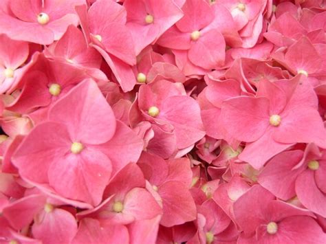 Fotografía completa de las plantas con flores rosas Foto Premium
