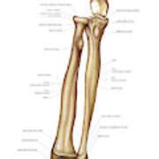 Bones Of Forearm Poster By Asklepios Medical Atlas Pixels