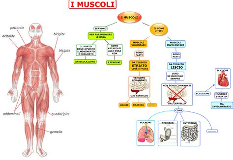 Lapparato Muscolare Sc Elementare AiutoDislessia Net Muscoli