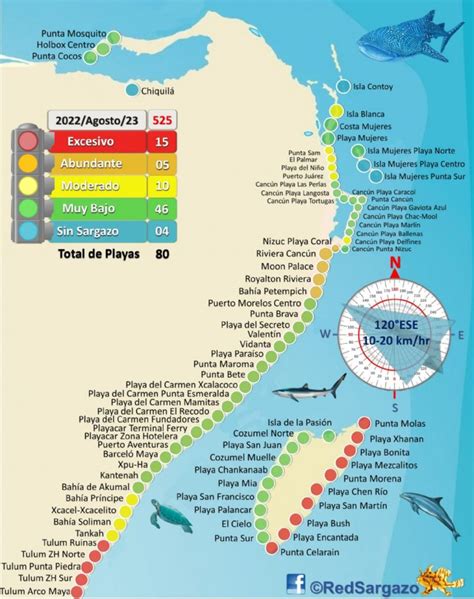 Sargassum Map Mexico 2024 Hana Quinta