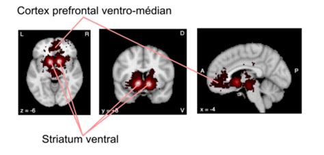 Neuro psy Sémio psy 3 Systèmes de motivation et leurs troubles Cartes