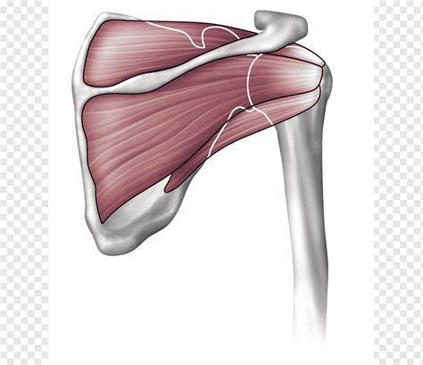 Shoulder Joint Anatomy Supraspinatus Muscle Humerus Muscle Anatomy