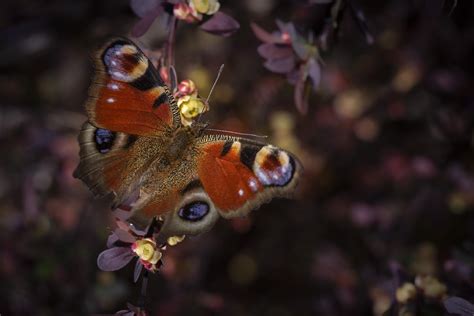 Pav O Fada Borboleta Inseto Foto Gratuita No Pixabay Pixabay