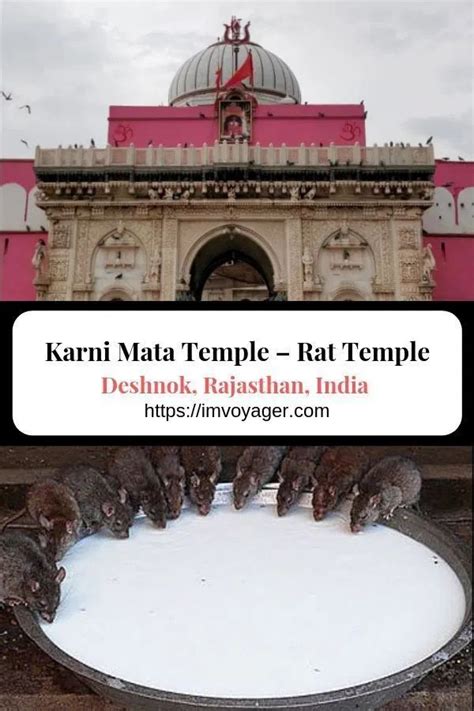 Deshnok Karni Mata Mandir Amazing Rat Temple Of Rajasthan Asia