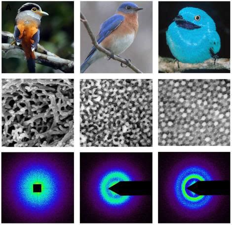 Unlocking The Nanoscale Secrets Of Bird Feather Colors