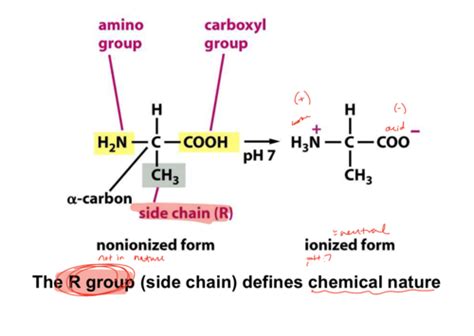 Amino Acids Flashcards Quizlet