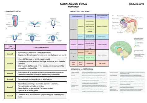 Embriologia del Sistemia Nervioso Elena Menor Abigail Menor Ibañez