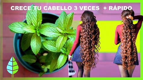COMO HACER CRECER EL CABELLO RÁPIDO CON 1 PLANTA MÁGICA y muy
