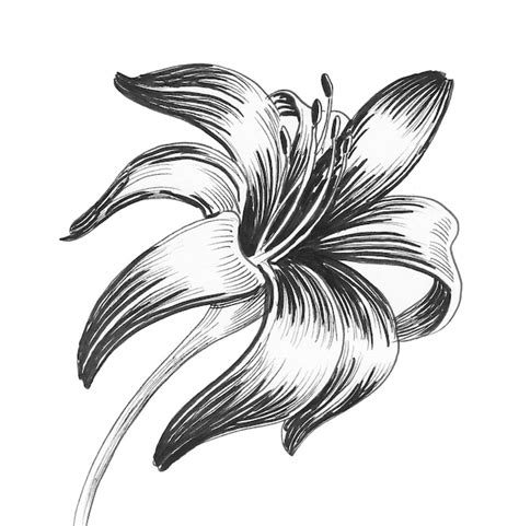 Flor Del Lirio Dibujo A Tinta En Blanco Y Negro Foto Premium