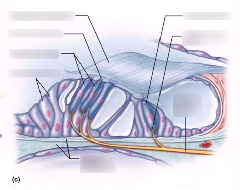 Diagram Of Lab Final Cochlea Quizlet