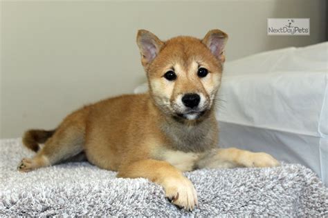 Akc Buddy Shiba Inu Puppy For Sale Near Charlotte North Carolina