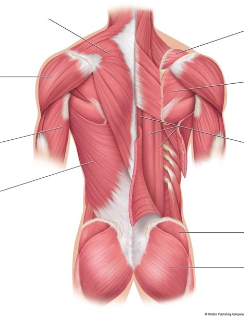 Posterior Trunk Diagram Quizlet