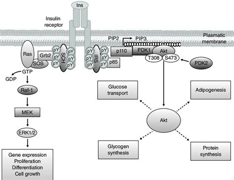 Insulin Signaling Pathways After Interacting With Its Receptor This