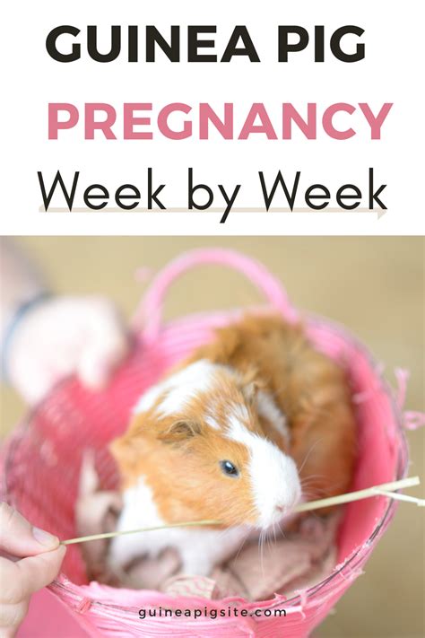 Guinea Pig Pregnancy Signs Week By Week Guide Guinea Pig Site