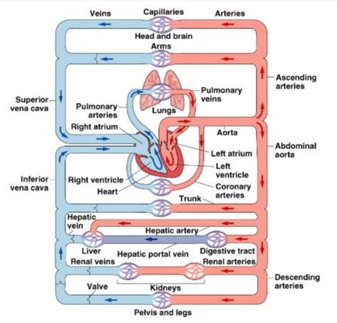 Topic Human Physiology Cardiac Physiology Flashcards Quizlet