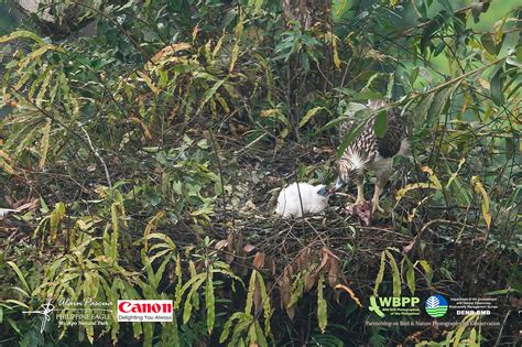 The Great Philippine Eagle Alain Pascua