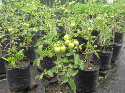 Cara Menanam Tomat Dalam Pot Atau Polybag BibitBunga