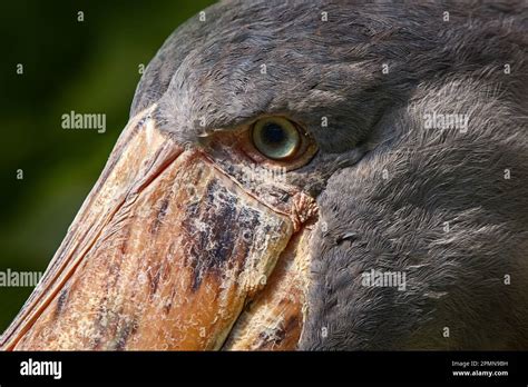 Shoebill Close Up Head Detail Shoebill Balaeniceps Rex Hidden In The