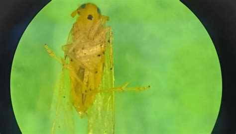 Otra plaga que genera temor se detectó por primera vez chicharrita