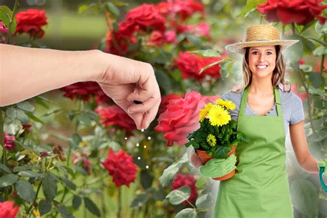 Ce să presari în pământul florilor din ghiveci pentru a scăpa de