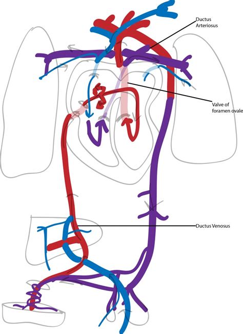 DIAGRAM Schematic Diagram Of Fetal Circulation MYDIAGRAM ONLINE