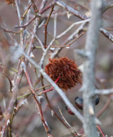 Rose Bedeguar Gall Project Noah