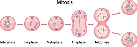 Fragmentation Asexual Reproduction