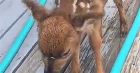 Na Ratunek Ma Emu Bambi Joe Monster