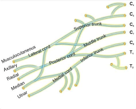 Brachial Plexus Schematic