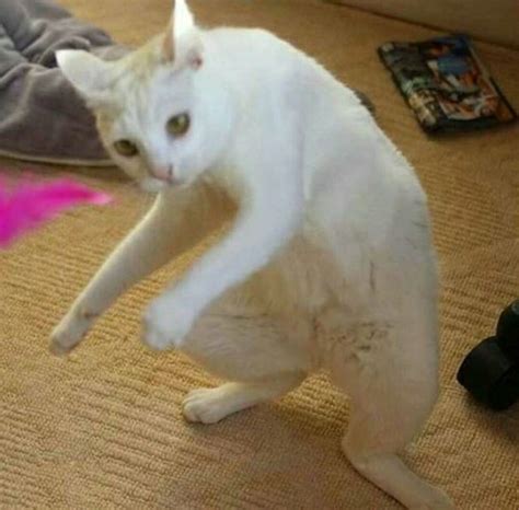 El Gato Meme Template Caption This Meme All Meme Templates