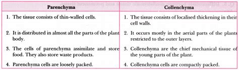 Ch Plant Tissues Class Important Questions Ncert Science Chapter
