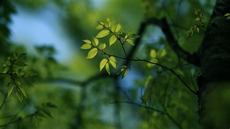 Fondos De Pantalla Luz De Sol Bosque Hojas Profundidad De Campo