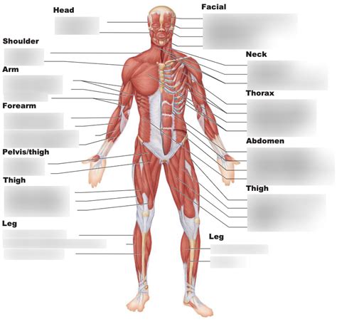 Whole Body Anterior Muscles Diagram Quizlet