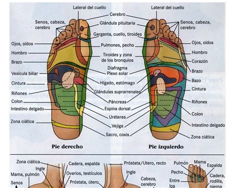 Ansiedades fuera Reflexología como funciona