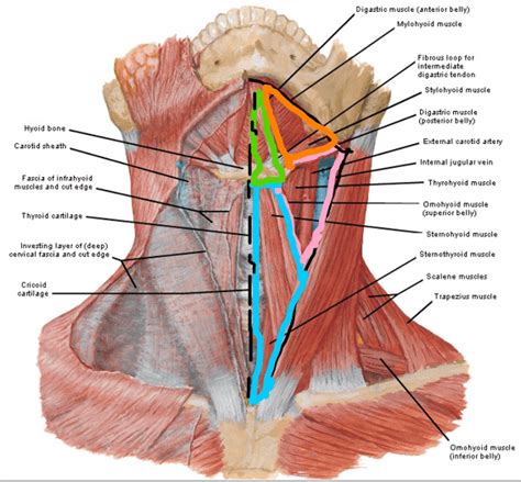 Anterior Triangle Of The Neck Subdivisions Teachmeanatomy