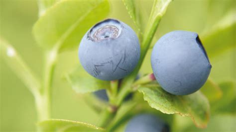 Los Ar Ndanos Son La Fruta Mas Saludable Reconquista Digital Noticias