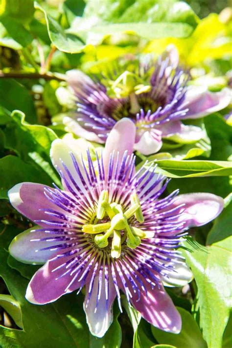 Passiflore Culture Entretien Et Floraison