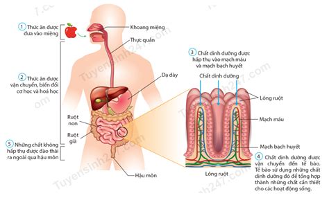 Lý thuyết khái quát về quá trình dinh dưỡng ở động vật sinh 11