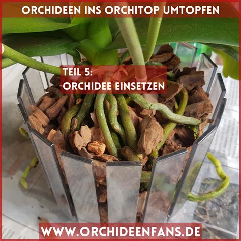 Orchidee Ins Orchitop Umtopfen In 7 Schritten Orchideenfans Blog