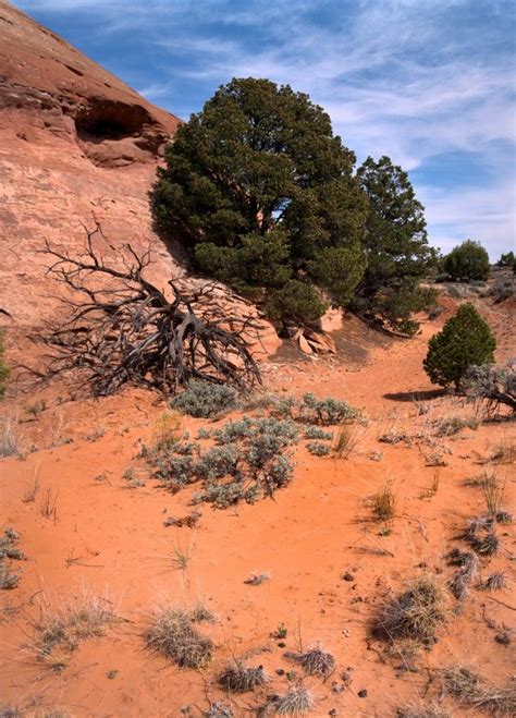 Free Images Landscape Tree Nature Sand Rock Wilderness Branch